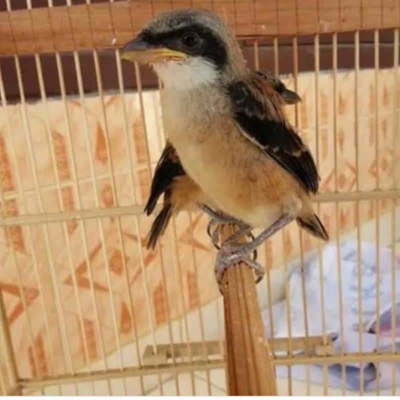 Jual burung pentet/cendet jatim anakan jantan | Shopee Indonesia