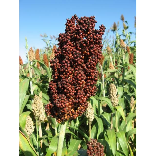 Jual Red Sorghum Rice / Beras Sorghum Merah 1 Kg | Shopee Indonesia