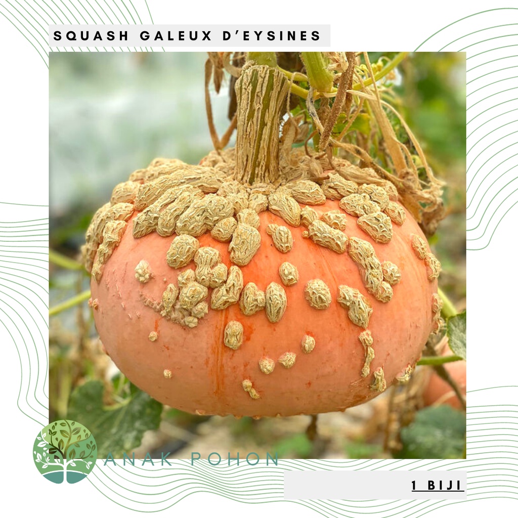 Jual Benih Bibit Biji - Labu Unik Squash Galeux D'Eysines French ...