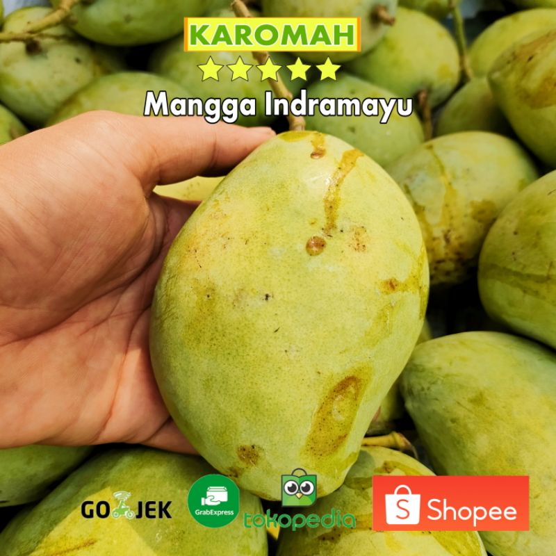Jual mangga Indramayu 1kg REQUEST MUDA/MATANG | Shopee Indonesia