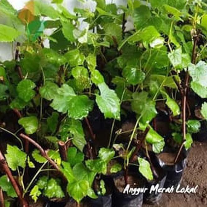 Jual Pohon Angur Merah/Tanaman Anggur Merah/Bibit Anggur Freong Craf ...