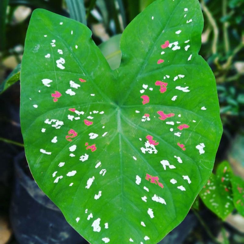 Jual Caladium tricolor keladi merah putih | Shopee Indonesia