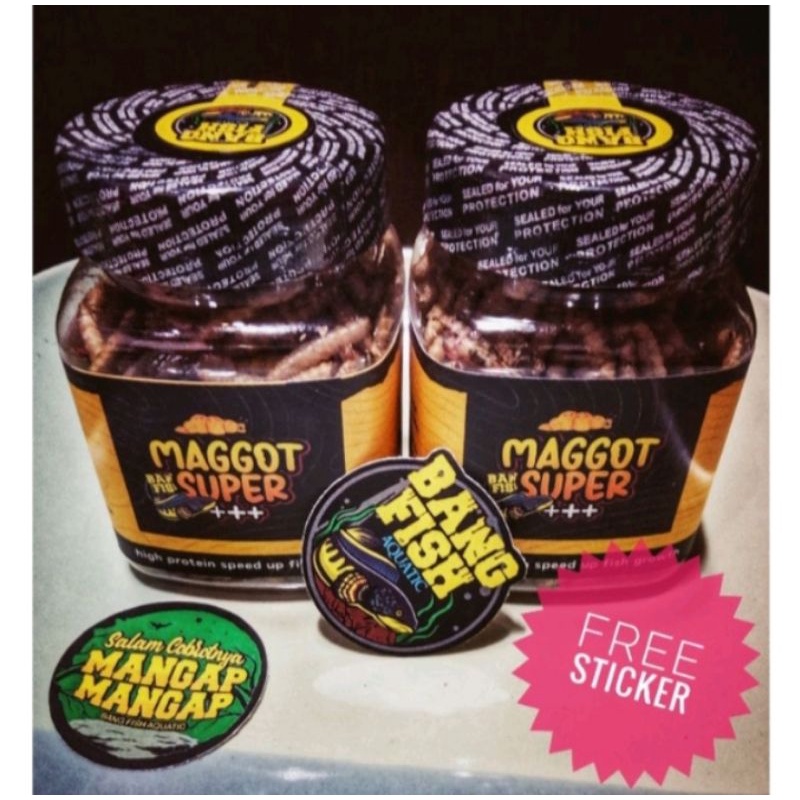 Jual Maggot Super Grade A+++ Bangfish x Fajar arif (Free Sticker Chana ...