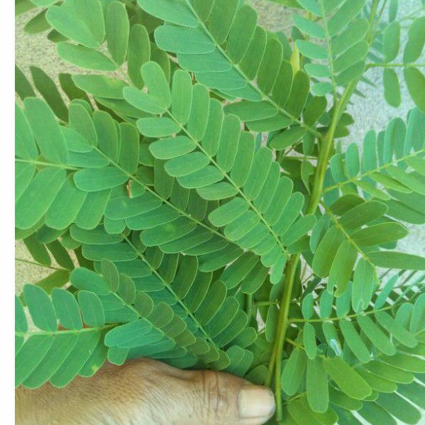 Jual Daun sinom /asam jawa /Tamarindus indica, kodisi segar (500gr ...