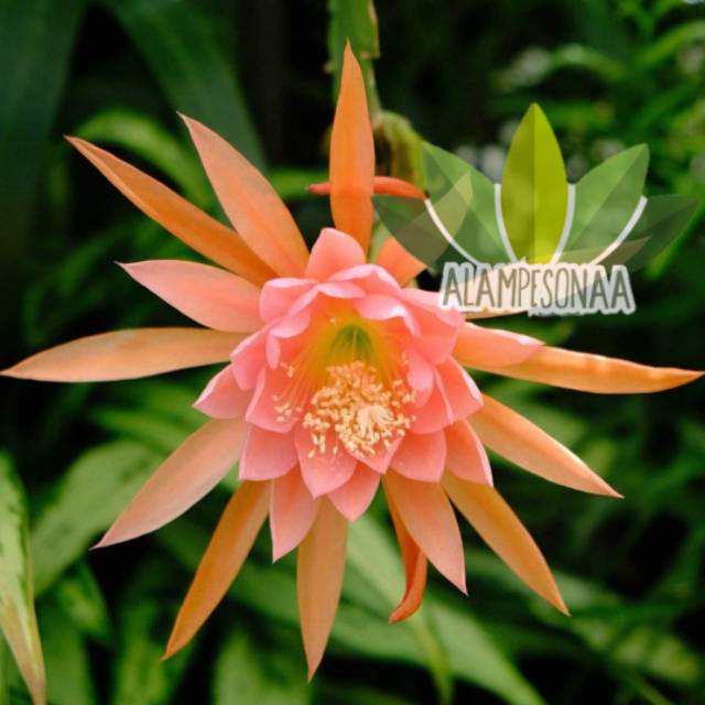 Jual Bibit Bunga Wijaya Kusuma Moo (Epiphyllum) | Shopee Indonesia