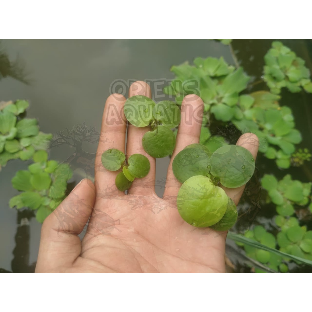 Jual Tanaman Aquascape - Limnobium Laevigatum / Amazon Frogbit Penyerap ...