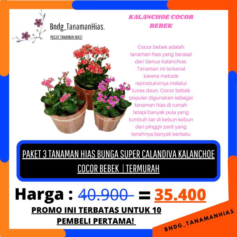 Jual PAKET 3 WARNA BUNGA SUPER CALANDIVA KALANCHOE COCOR BEBEK WARNA ...