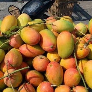 Jual BIBIT BUAH MANGGA PODANG GUNUNG | Shopee Indonesia