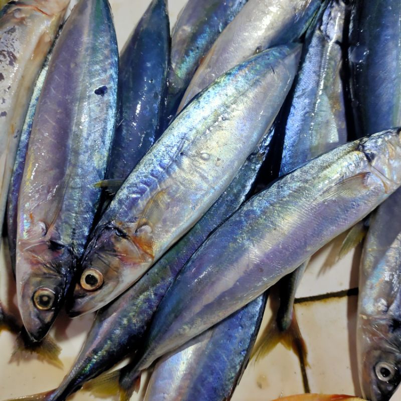 Jual ikan kembung layang segar | Shopee Indonesia