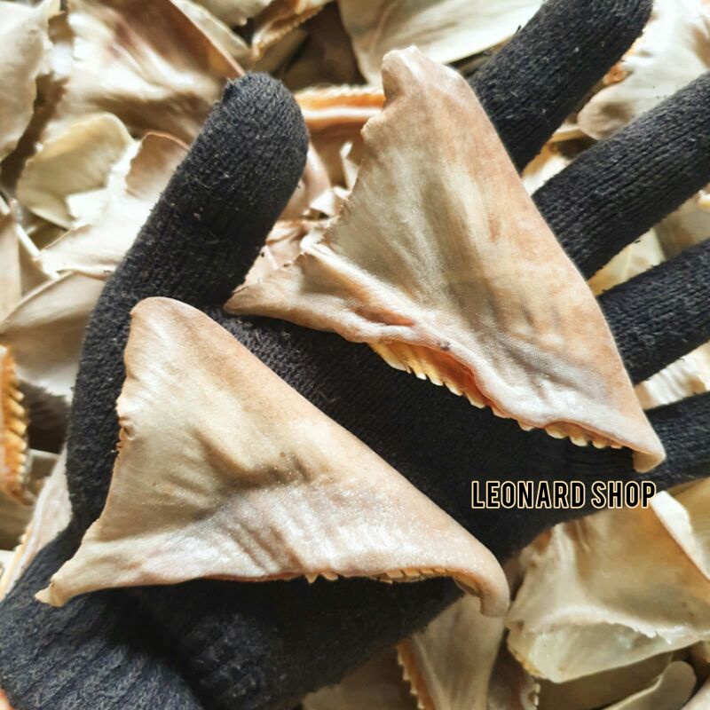 Jual HISIT UTUH KERING 100GM KECIL BAHAN SUP SIRIP IKAN HIU BERKUALITAS ...