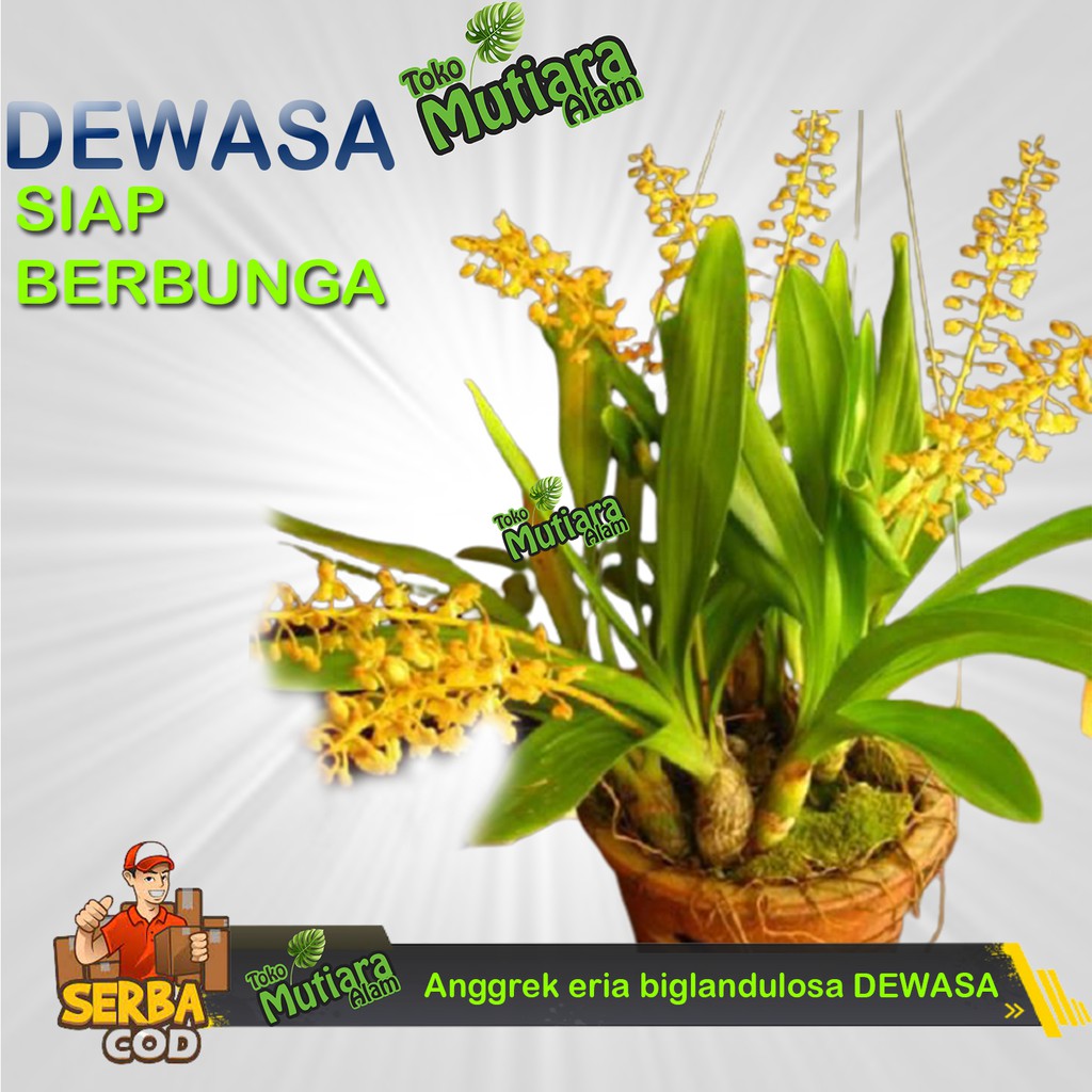 Jual Anggrek eria biglandulosa DEWASA SIAP BERBUNGA MUTIARA ALAM ...