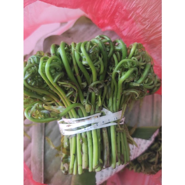 Jual PROMO!!! SAYUR PAKIS / Kichoi ( Harus Ojol Instan / DIKIRIM SIANG ...