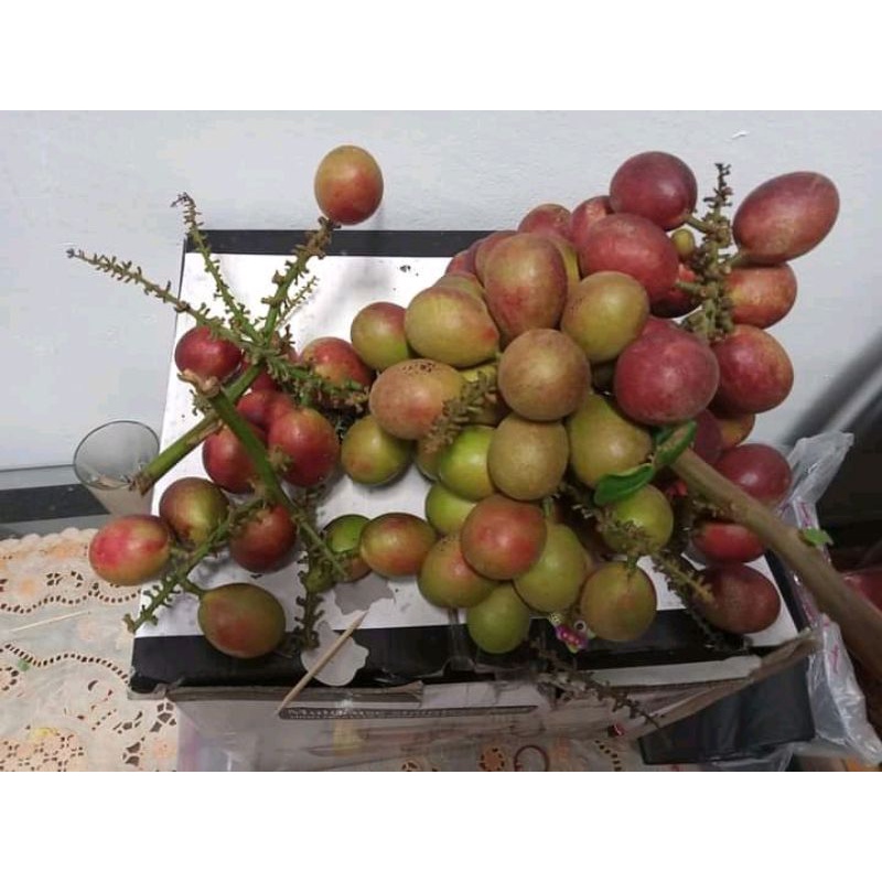 Jual Bibit Matoa super cepat berbuah termurah bisa untuk tambulapot 1 ...