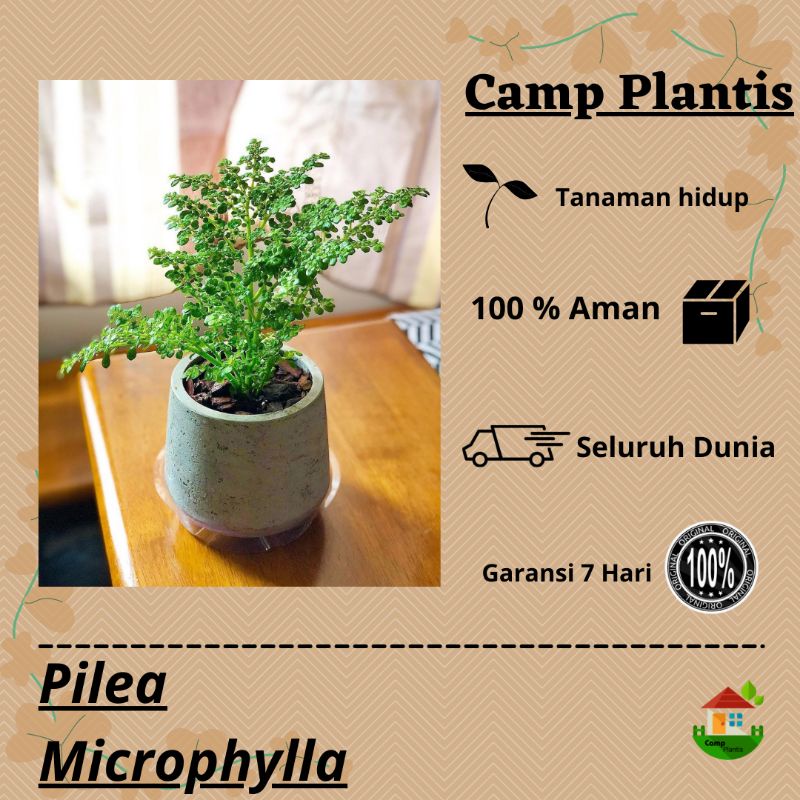 Jual Tanaman hias Pilea Microphylla - Pakis Moto Lele - Bunga Karang | Shopee Indonesia