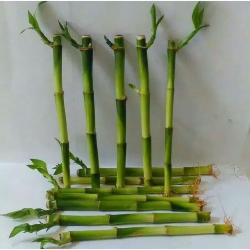 Jual Bambu Hoki Tanaman Hias, Bambu Hoki Sri Rejeki, Bambu Hoki Hias ...
