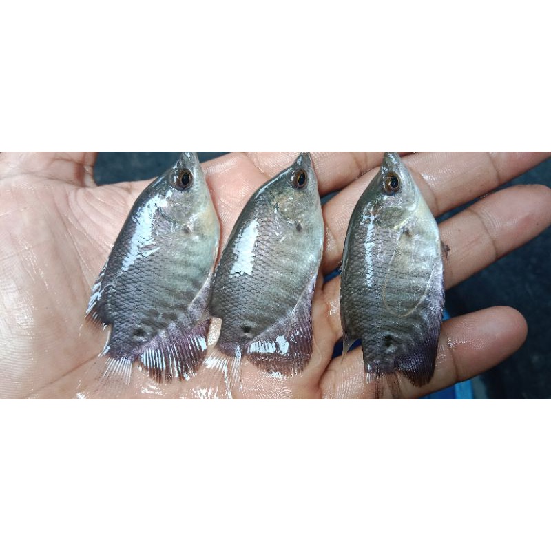 Jual BeniH/bibiT ikan Gurame Soang Uk SileT | Shopee Indonesia
