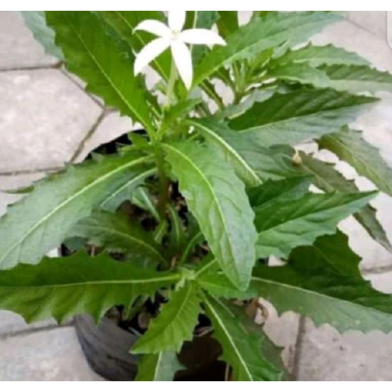 Jual pohon tanaman kitolod, kembang korejat, obat mata | Shopee Indonesia