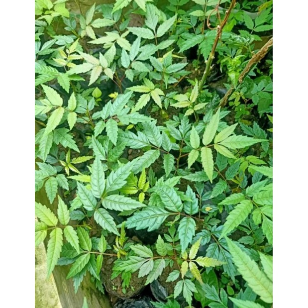 Jual Bibit suren pohon surian siap tanam | Shopee Indonesia