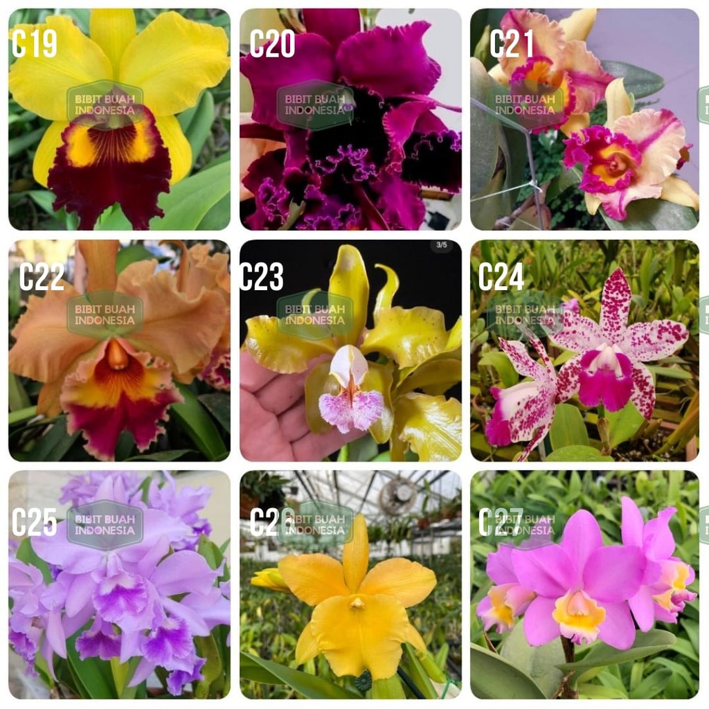 Jual Botol Anggrek Cattleya | Shopee Indonesia