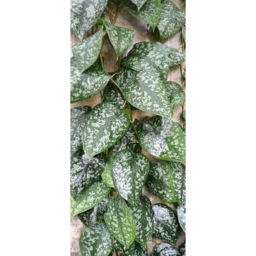 Jual scindapsus Eksotica/ scindapsus kalimantas/ Scindapsus sp | Shopee ...