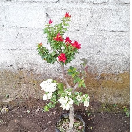 Jual Tanaman Hias bonsai bogenvil 3 jenis (Realpick) | Shopee Indonesia