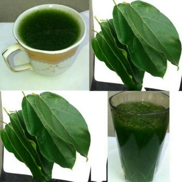 Jual DAUN CINCAU PERDU / Cincau Hijau ( 100% ORGANIK ) | Shopee Indonesia