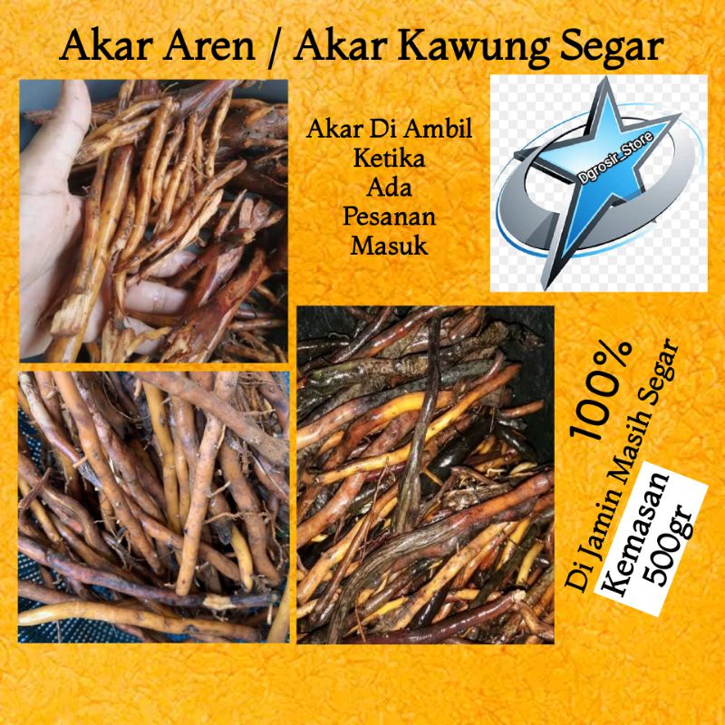 Jual Akar Aren / Akar Kawung Herbal Tradisional 500gr | Shopee Indonesia