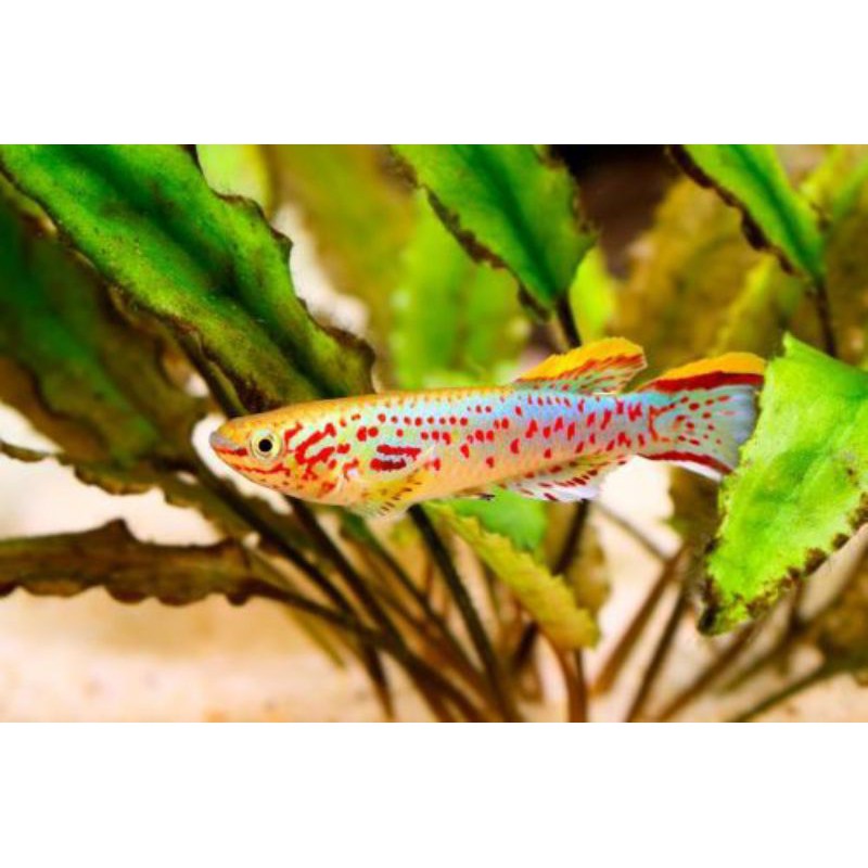 Jual ikan hias gardneri killifish red aquascape | Shopee Indonesia Jual ikan hias gardneri killifish red aquascape | Shopee Indonesia