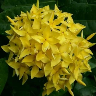 Jual tanaman bunga kuning Harga Terbaik & Termurah Juni 2024 | Shopee ...