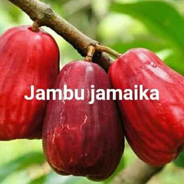 Jual JAMBU JAMAIKA JUMBO | Shopee Indonesia