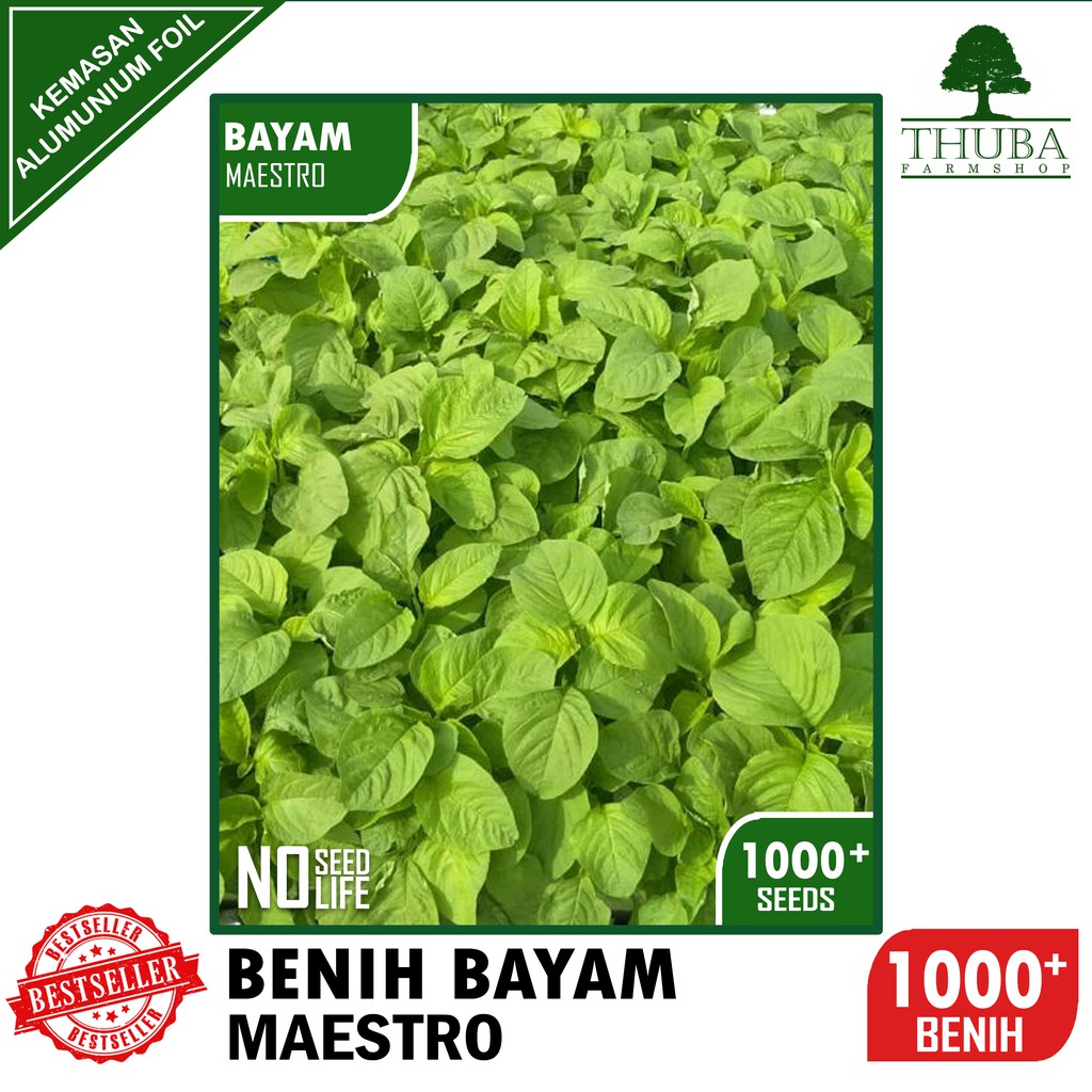 Jual 1000 Biji - Benih Bayam Hijau MAESTRO - Bibit Bayam Hijau Darat ...