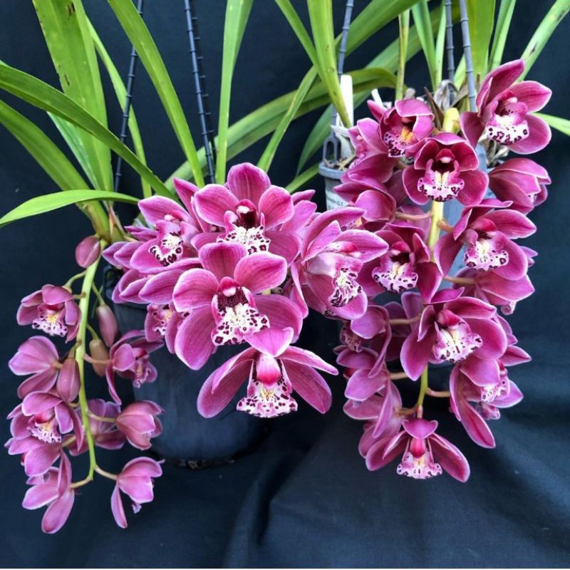 Jual Tanaman hias anggrek cymbidium purple-anggrek cymbidiums hidup ...
