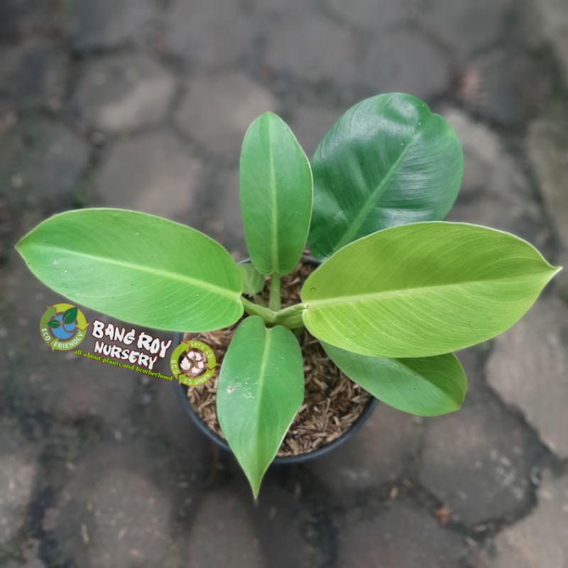 Jual philodendron Moon light (philo lemon) | Shopee Indonesia