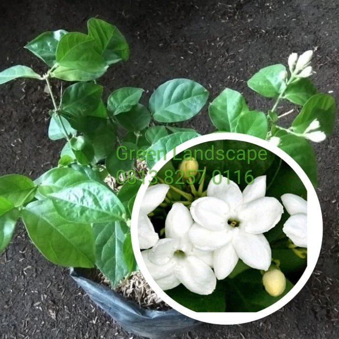 Jual Pohon Melati Wangi Tanaman Hias Pohon bunga Melati Jawa | Shopee ...