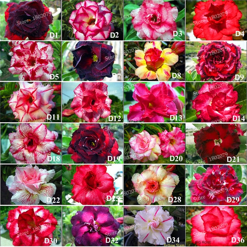 Jual Paket 20 Jenis Tanaman Adenium Bunga Tumpuk Tanaman Hias Adenium