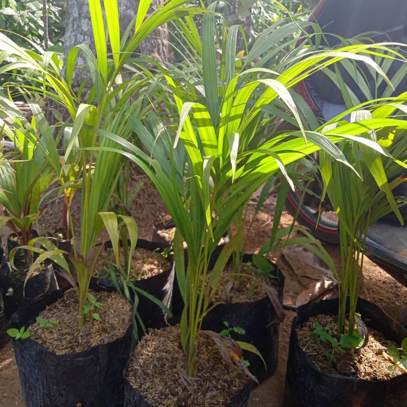 Jual tanaman hias palem kuning | Shopee Indonesia