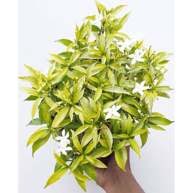 Jual TANAMAN HIAS ROMBUSA RIMBUN / TANAMAN PERDU / BONSAI / BUNGA ...