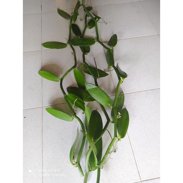 Jual bibit panili atau vanili super | Shopee Indonesia