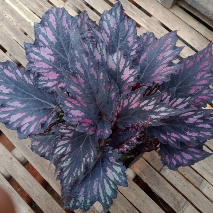Jual BEGONIA CAKAR HARIMAU / GARUDA DEWASA | Shopee Indonesia