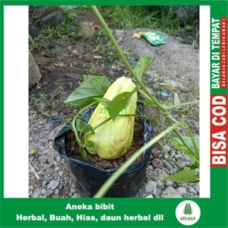 Jual Bibit Labu Siam Terlengkap & Harga Terbaru Mei 2024 | Shopee Indonesia