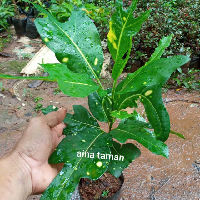 Jual POHON PURING JET-tanaman hias puring jet | Shopee Indonesia