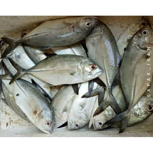 Jual Ikan Kuwe Segar 1Kg Ikan Kuwe Tengkek Fresh Segar Dan BERGARANSI ...