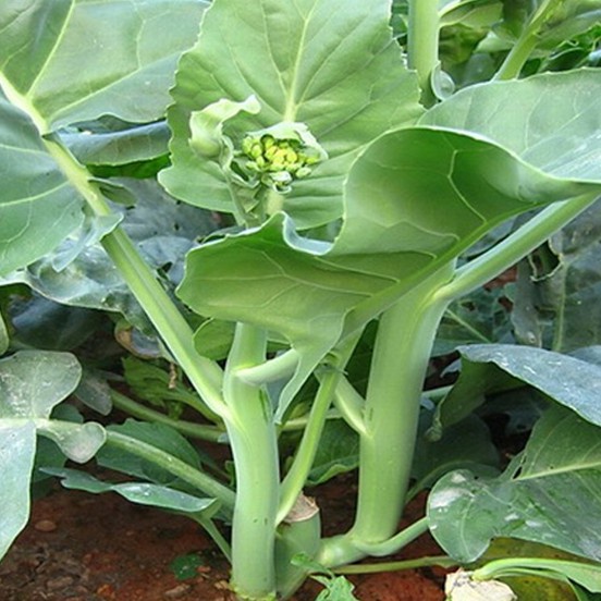 Jual 50 Benih Baby Kailan WINSA Bibit Tanaman Sayur Sayuran Daun Kailan ...