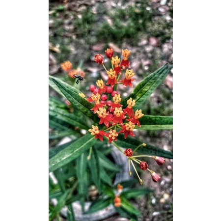 Jual 2 Bibit Bunga Kapas Cinde / Kembang Mas / Asclepias curassavica ...