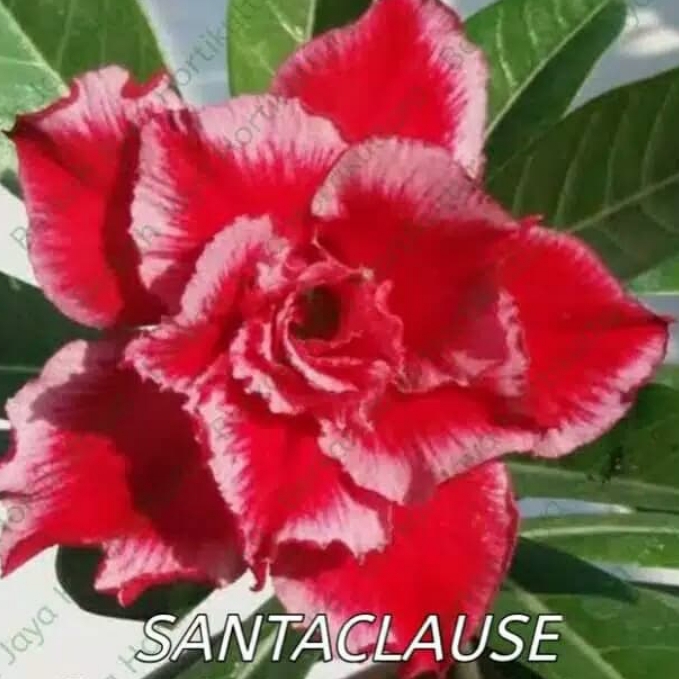 Jual Adenium Kemboja Jepang Bibit Adenium Santaclause Shopee Indonesia