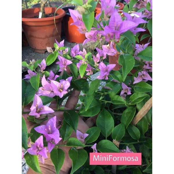 Jual Bibit Bougenville Mini Formosa ori & sambungan | Shopee Indonesia