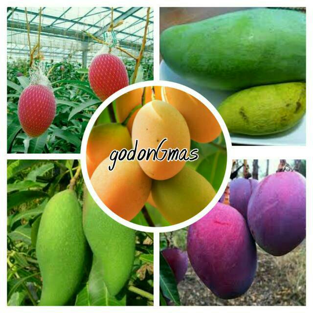 Jual Paket bibit mangga 5 pohon | Shopee Indonesia Jual Paket bibit mangga 5 pohon | Shopee Indonesia