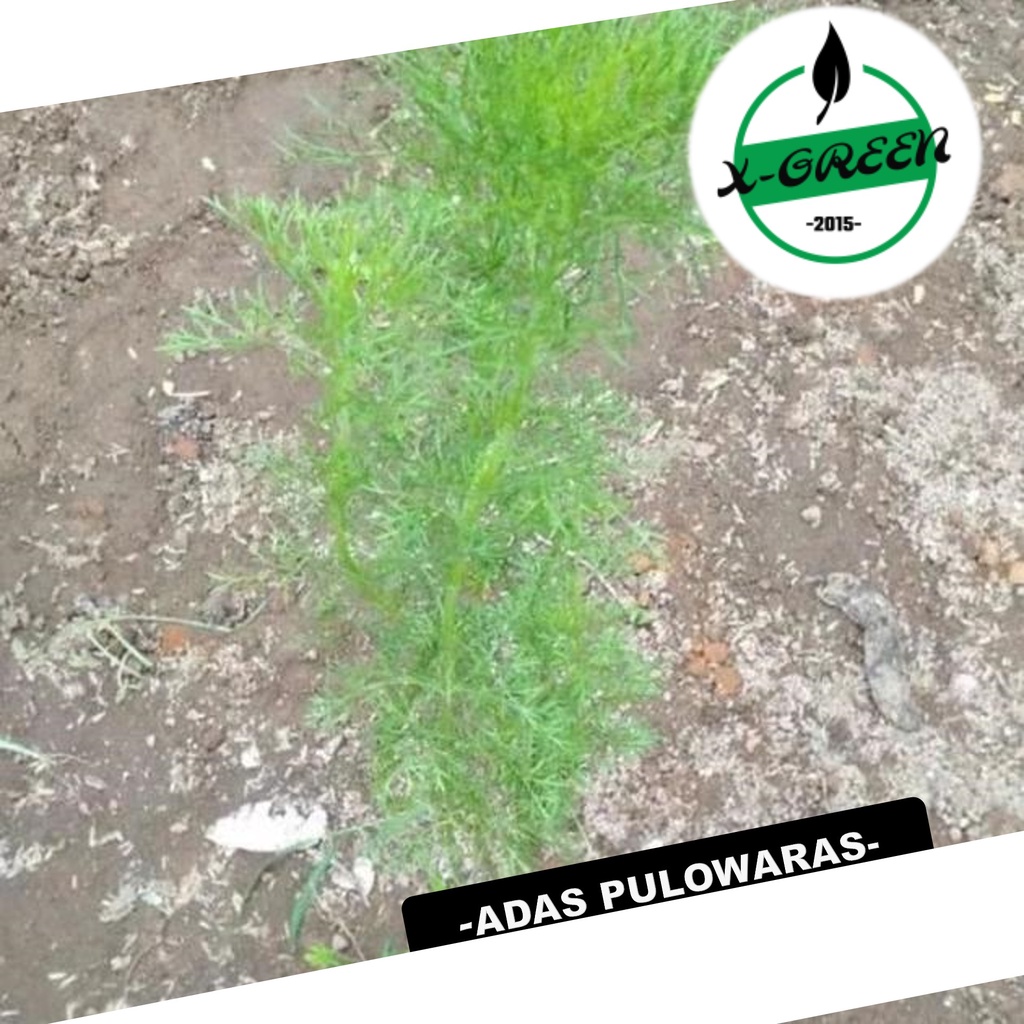 Jual 10 Tanaman Adas Pulowaras - (X-Green) | Shopee Indonesia