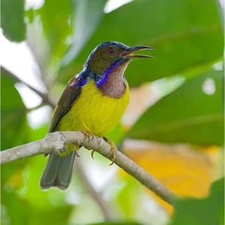 Jual Burung Korlap Terlengkap & Harga Terbaru Mei 2024 | Shopee Indonesia