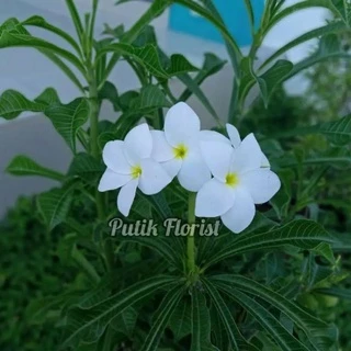 Jual Bunga Pagoda Terlengkap & Harga Terbaru September 2025 | Shopee ...